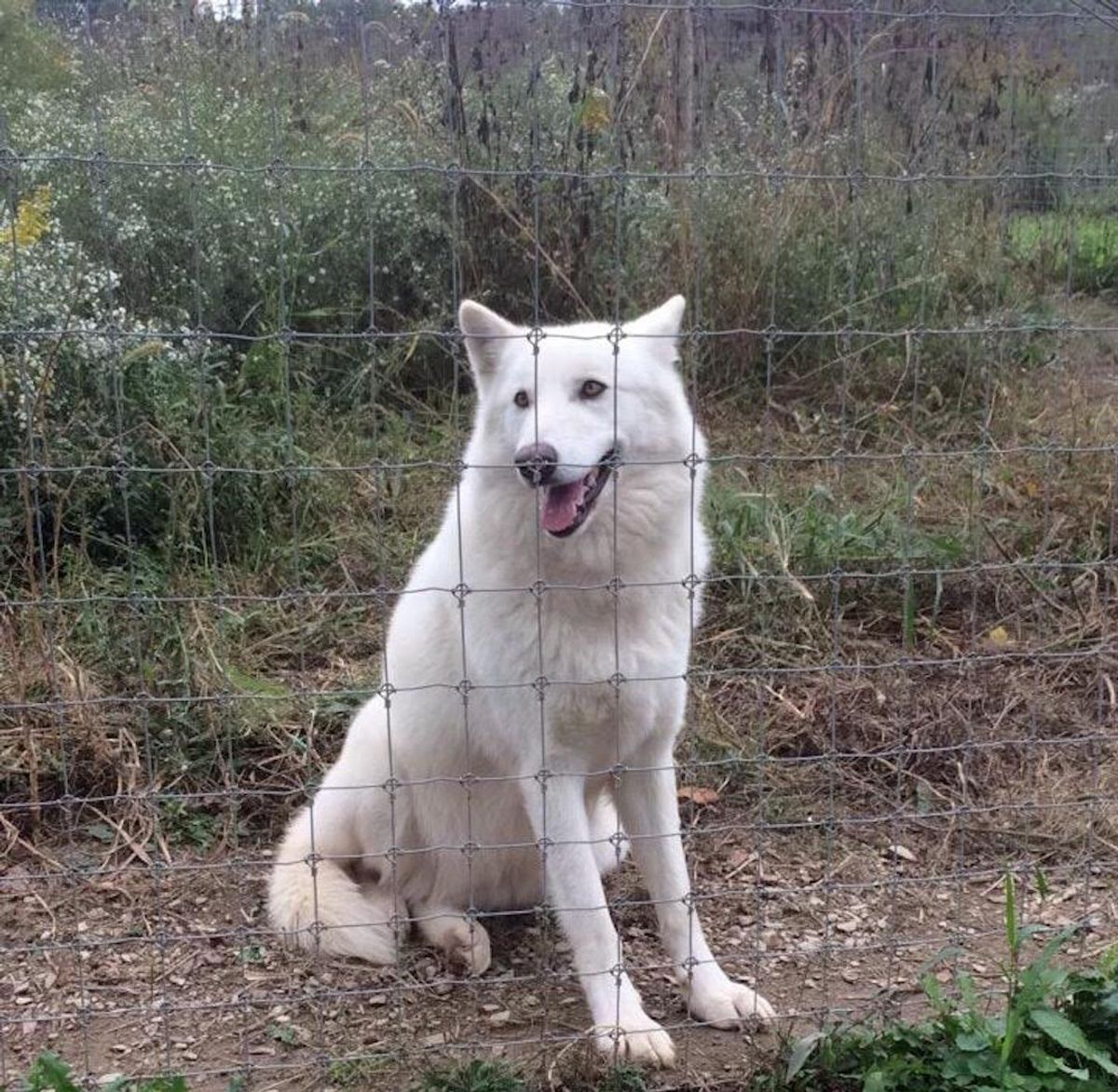 The Wolf Sanctuary Of PA Spreads Wolf Awareness