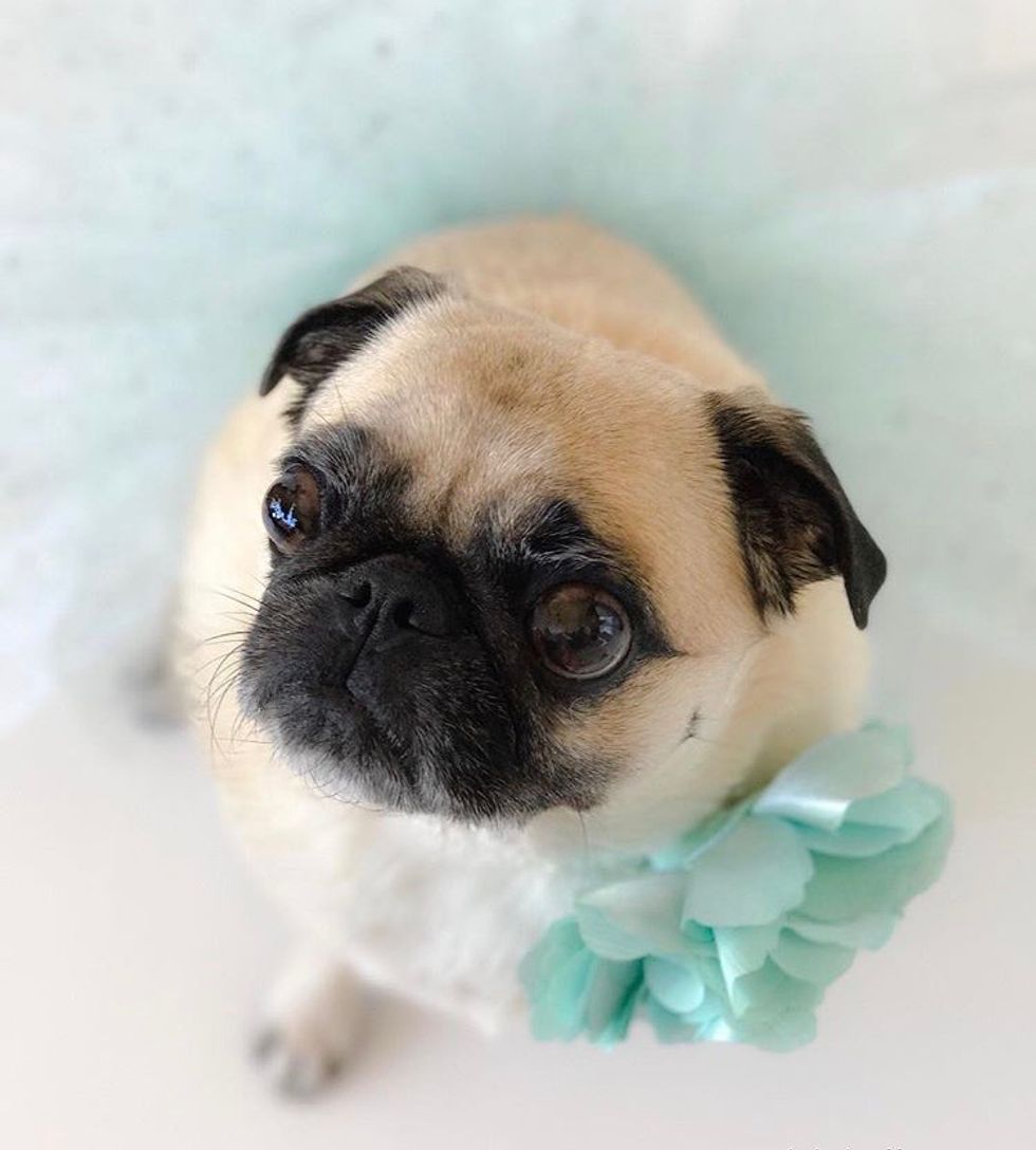 These Are The Best 9 Pug Insta's You Need To Follow