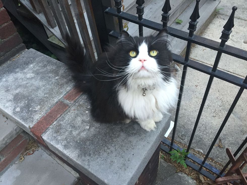 Cat Sits On His Very Own Stoop Every Day, Guarding the Neighborhood For ...