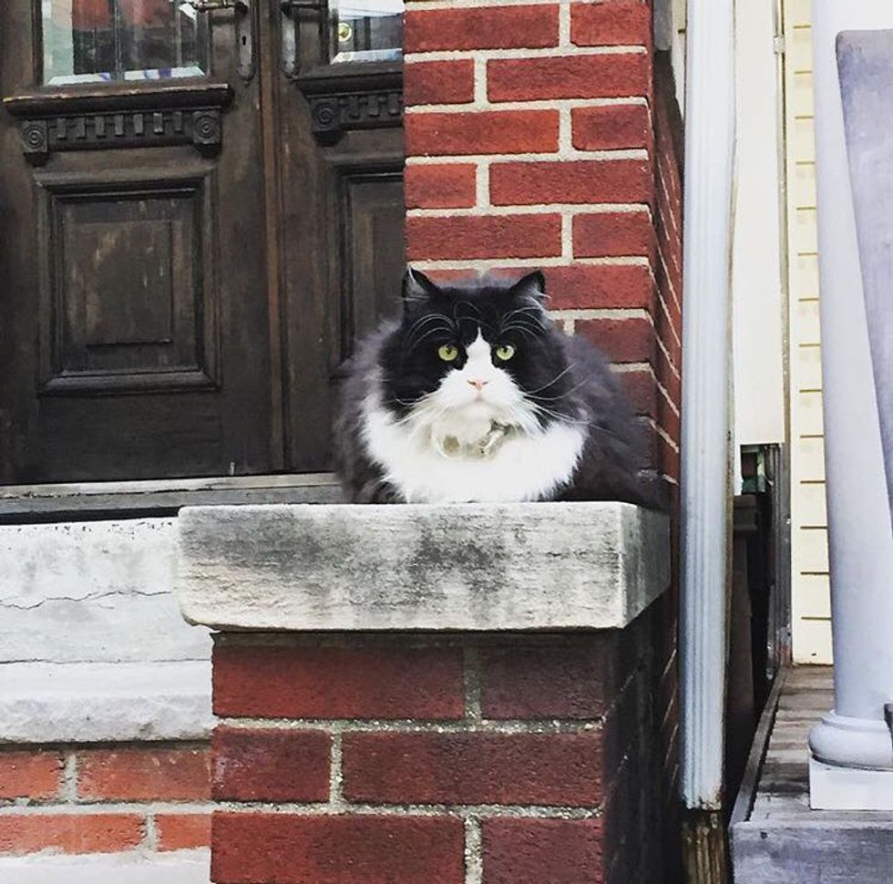 Cat Sits On His Very Own Stoop Every Day, Guarding the Neighborhood For ...