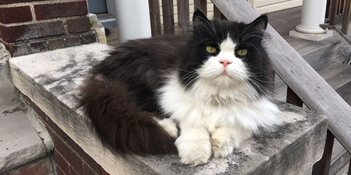 Cat Sits On His Very Own Stoop Every Day, Guarding the Neighborhood For ...