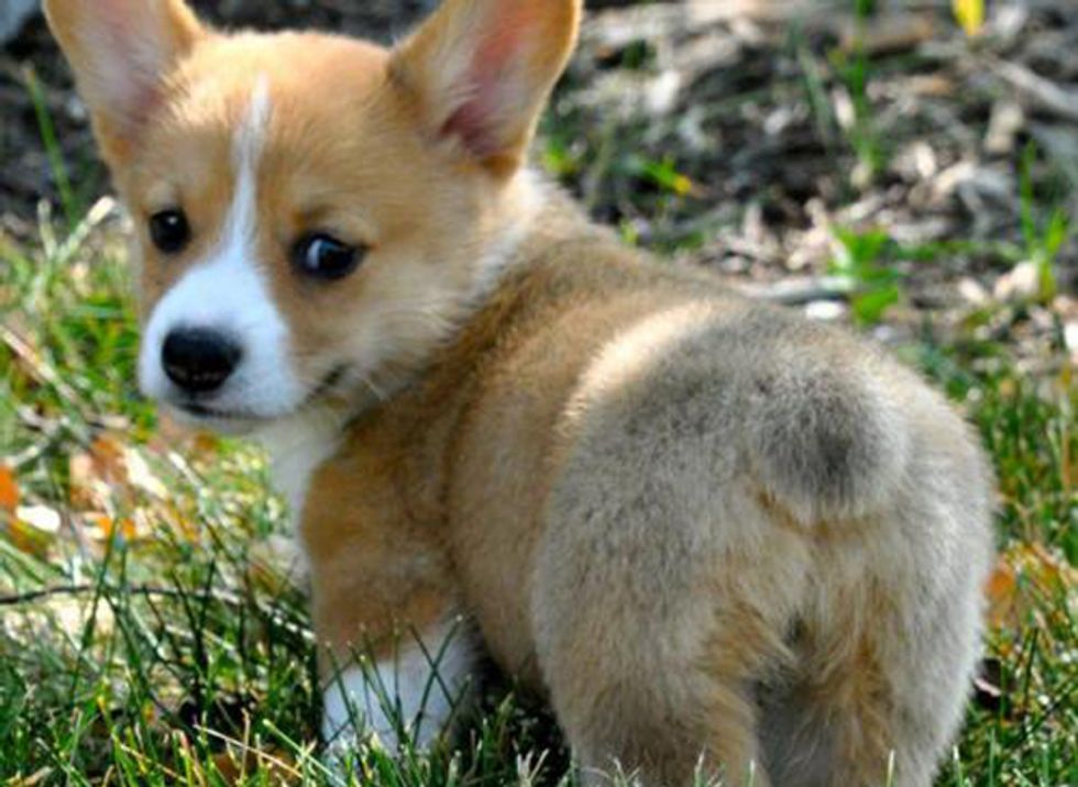 10 Corgi Butts To Make Your Day Better