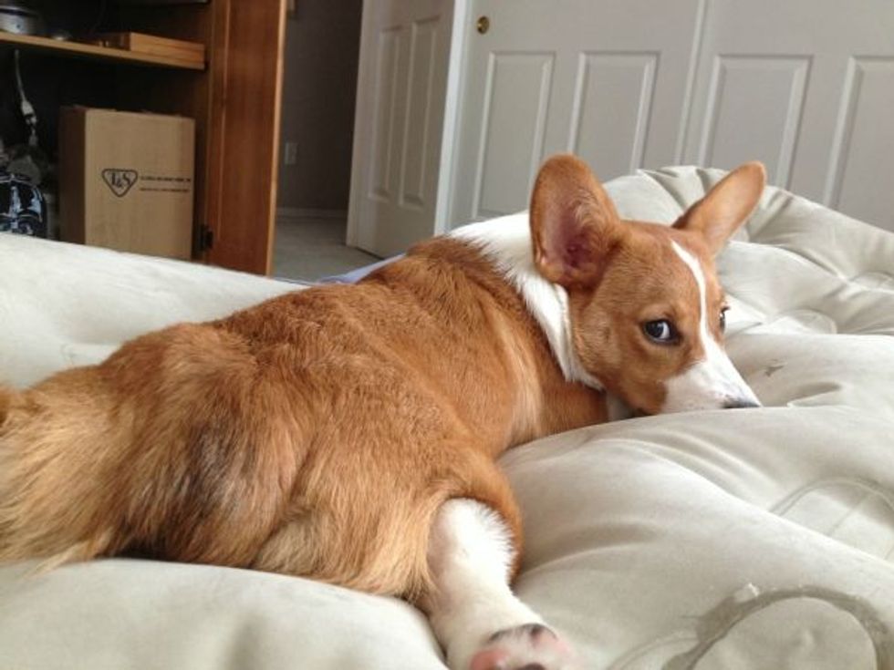 10 Corgi Butts To Make Your Day Better