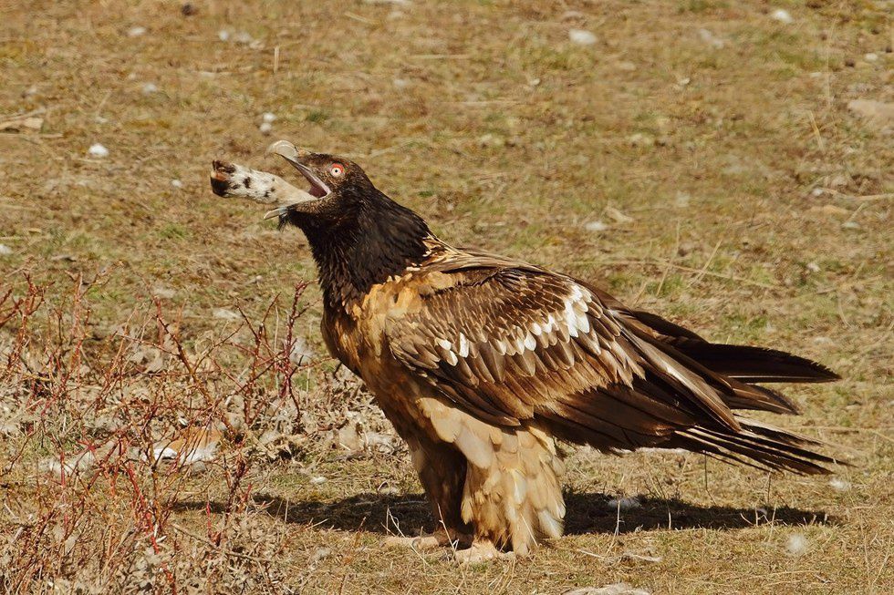Species Spotlight: The Bearded Vulture!