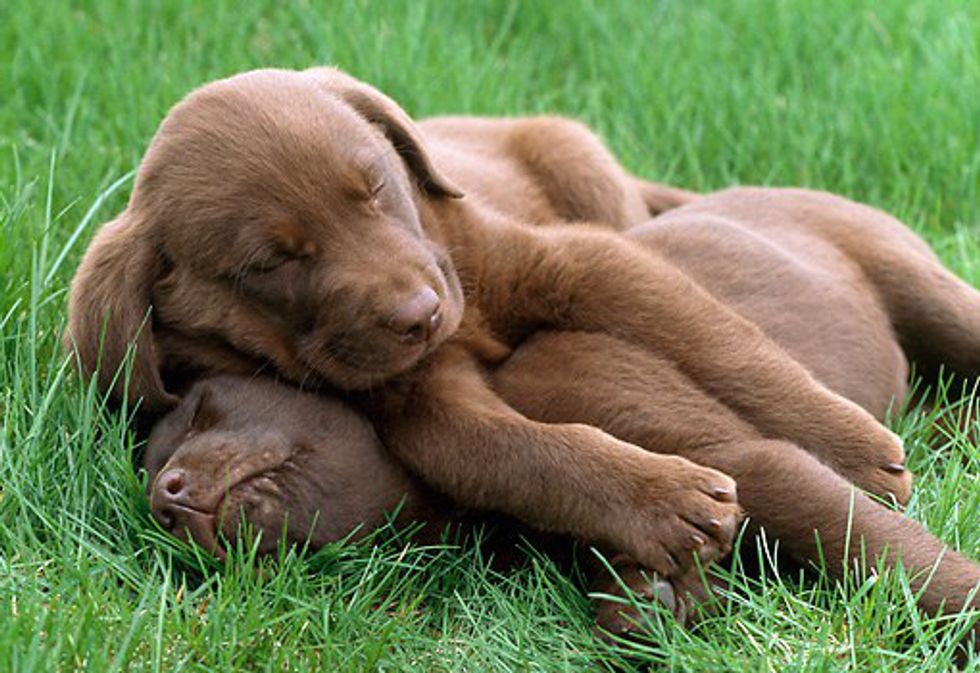 10 Reasons Labrador Retrievers Are The Best Dogs On Earth