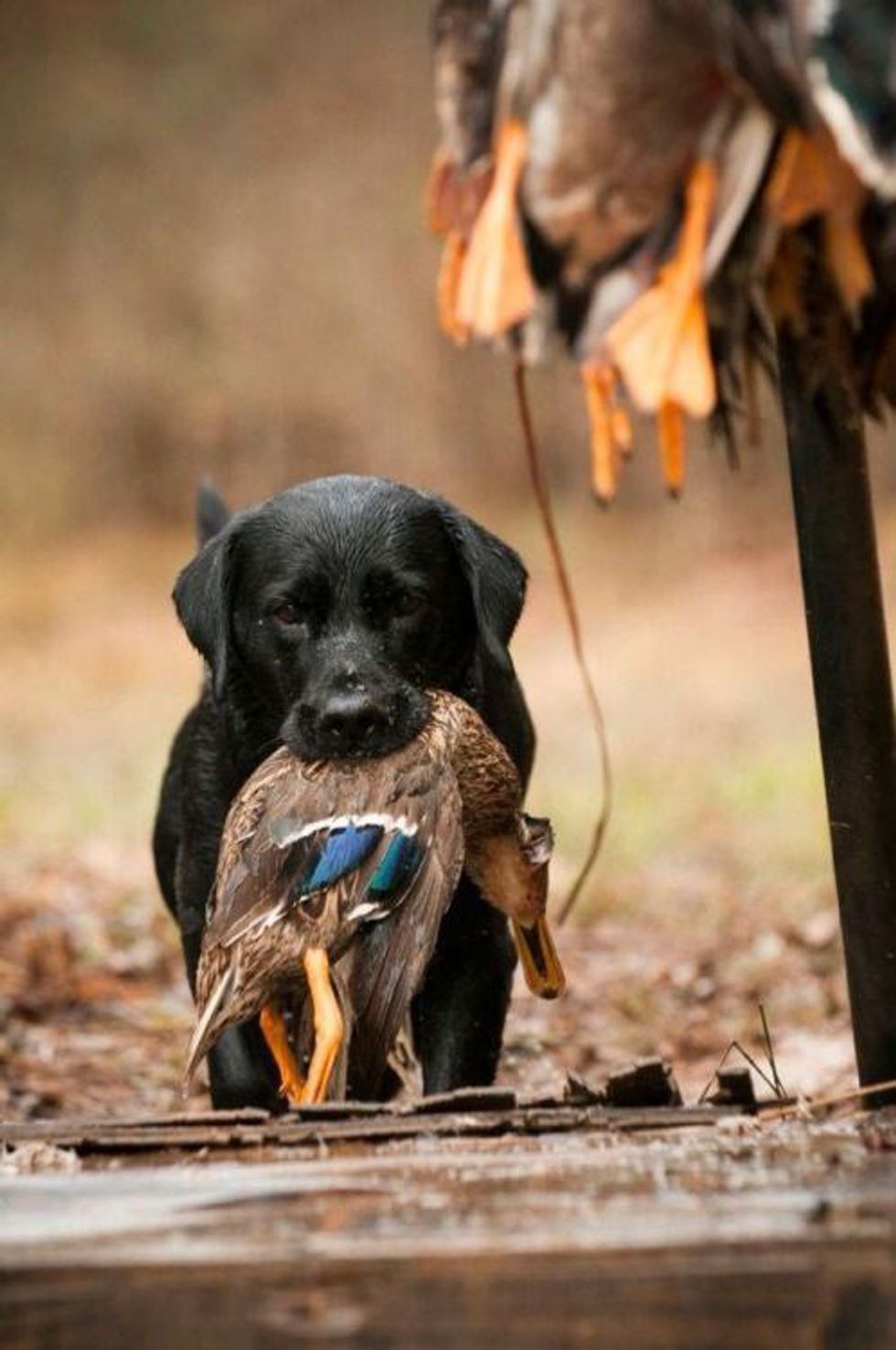 10 Reasons Labrador Retrievers Are The Best Dogs On Earth