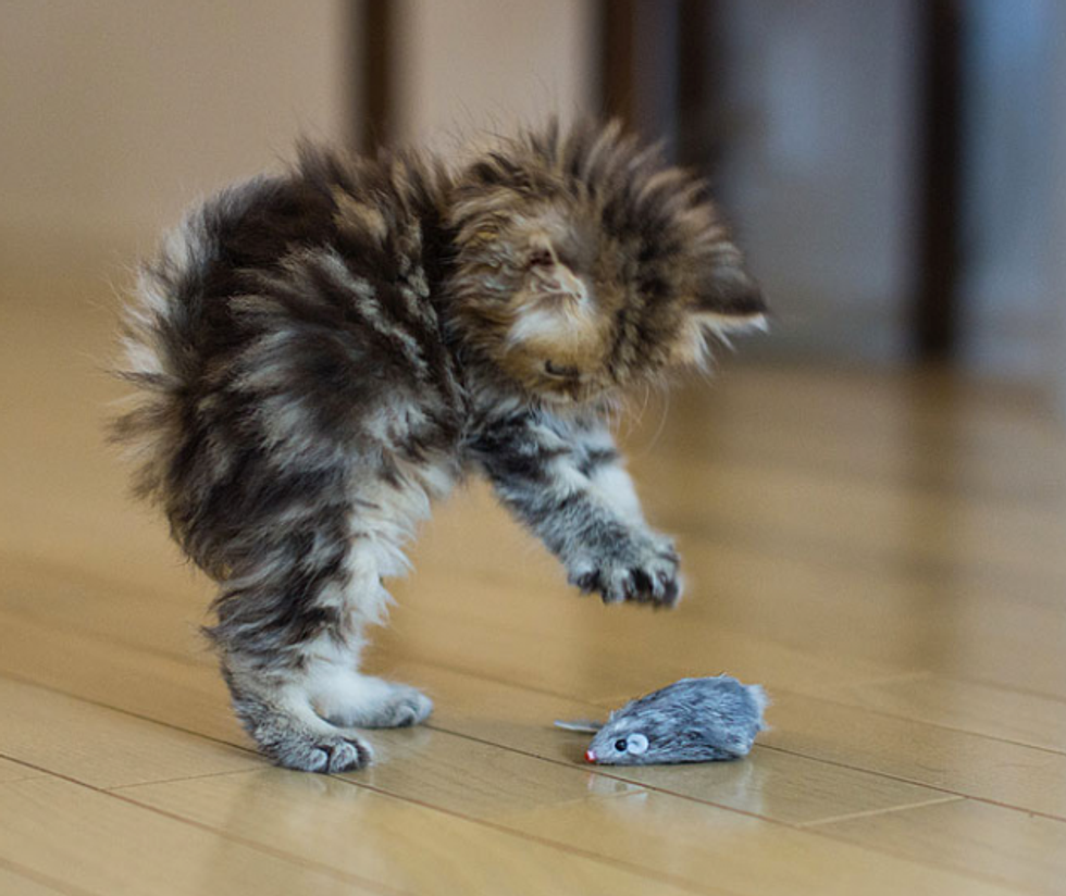 15 Kittens to Cheer You Up