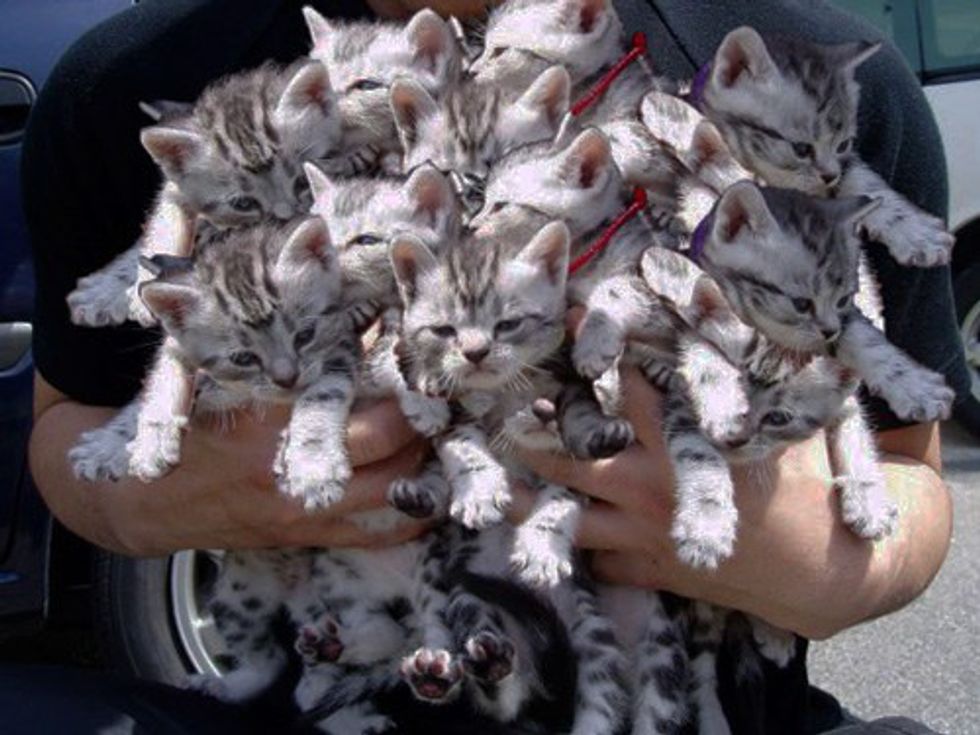 15 Kittens to Cheer You Up