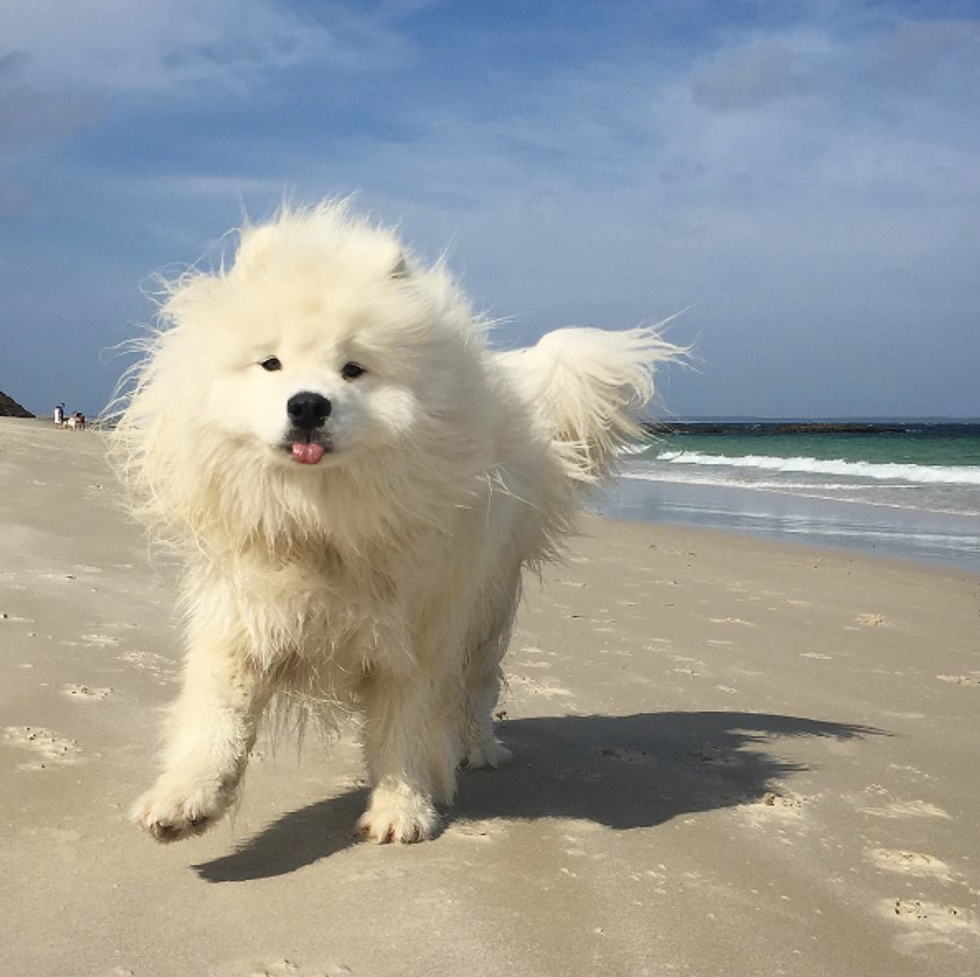 Several White Fluffy Dogs To Make Any Day Better
