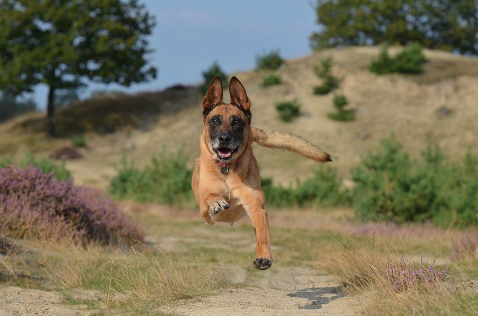10 Reasons Why Dogs Make Your Life Awesome