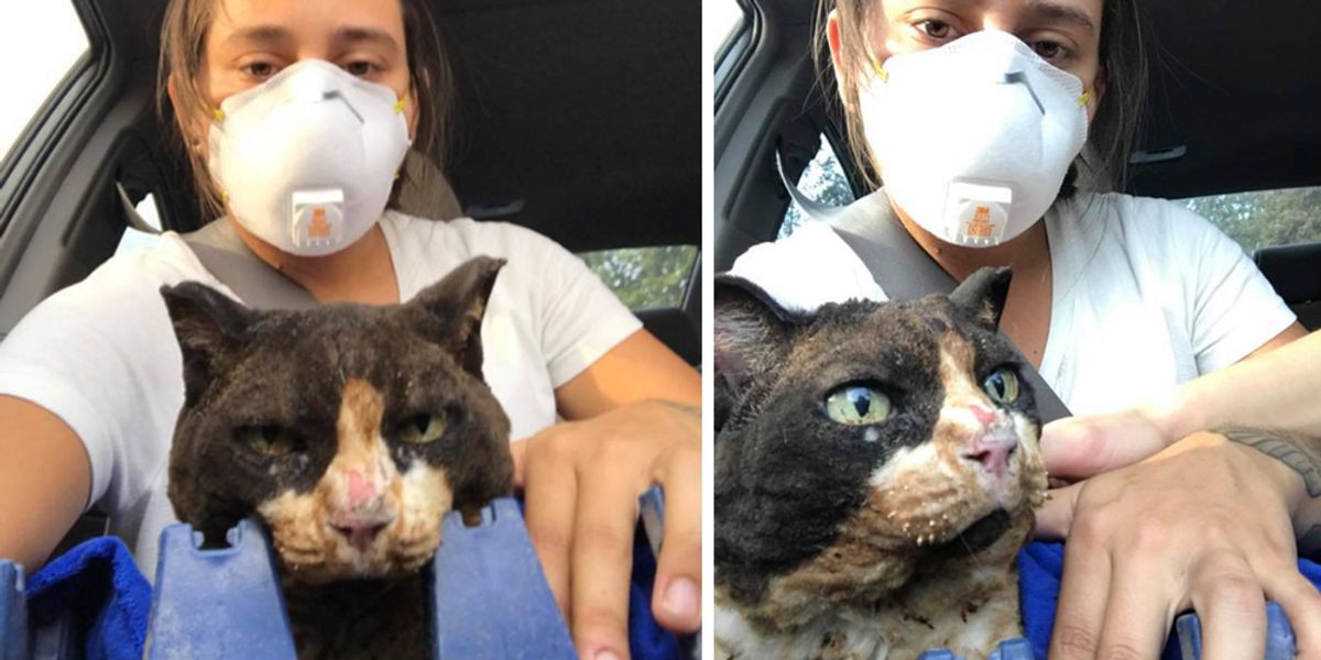 Women Go Back to Save Cats After the Fires and Help Them Every Way They ...