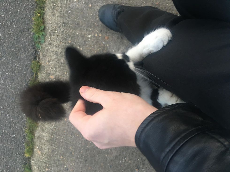 Kitty Who Lives By a Bus Stop, Insists on Greeting Everyone Waiting for ...