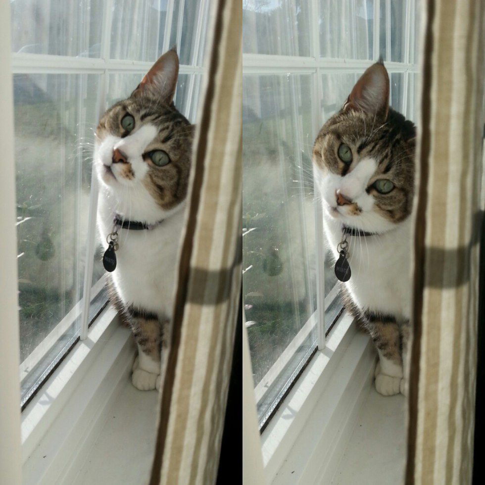 12 Ways My Cat Helps Me Procrastinate