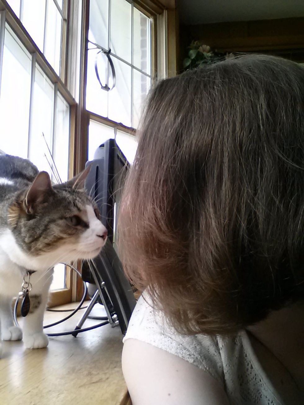 12 Ways My Cat Helps Me Procrastinate