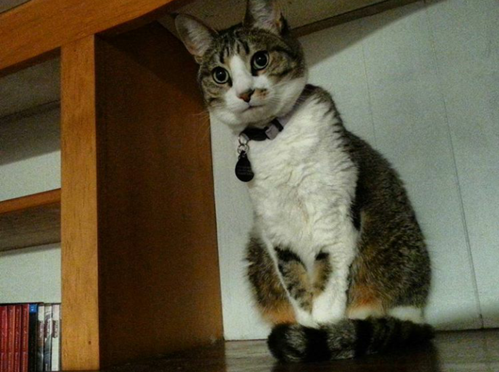 12 Ways My Cat Helps Me Procrastinate