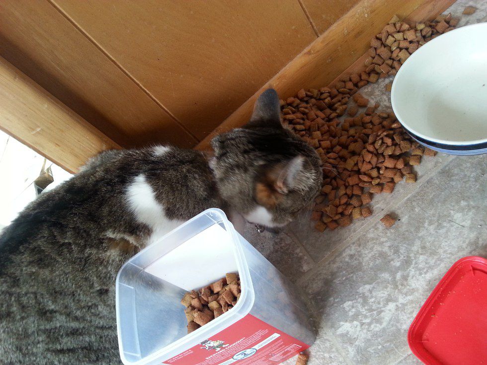 12 Ways My Cat Helps Me Procrastinate