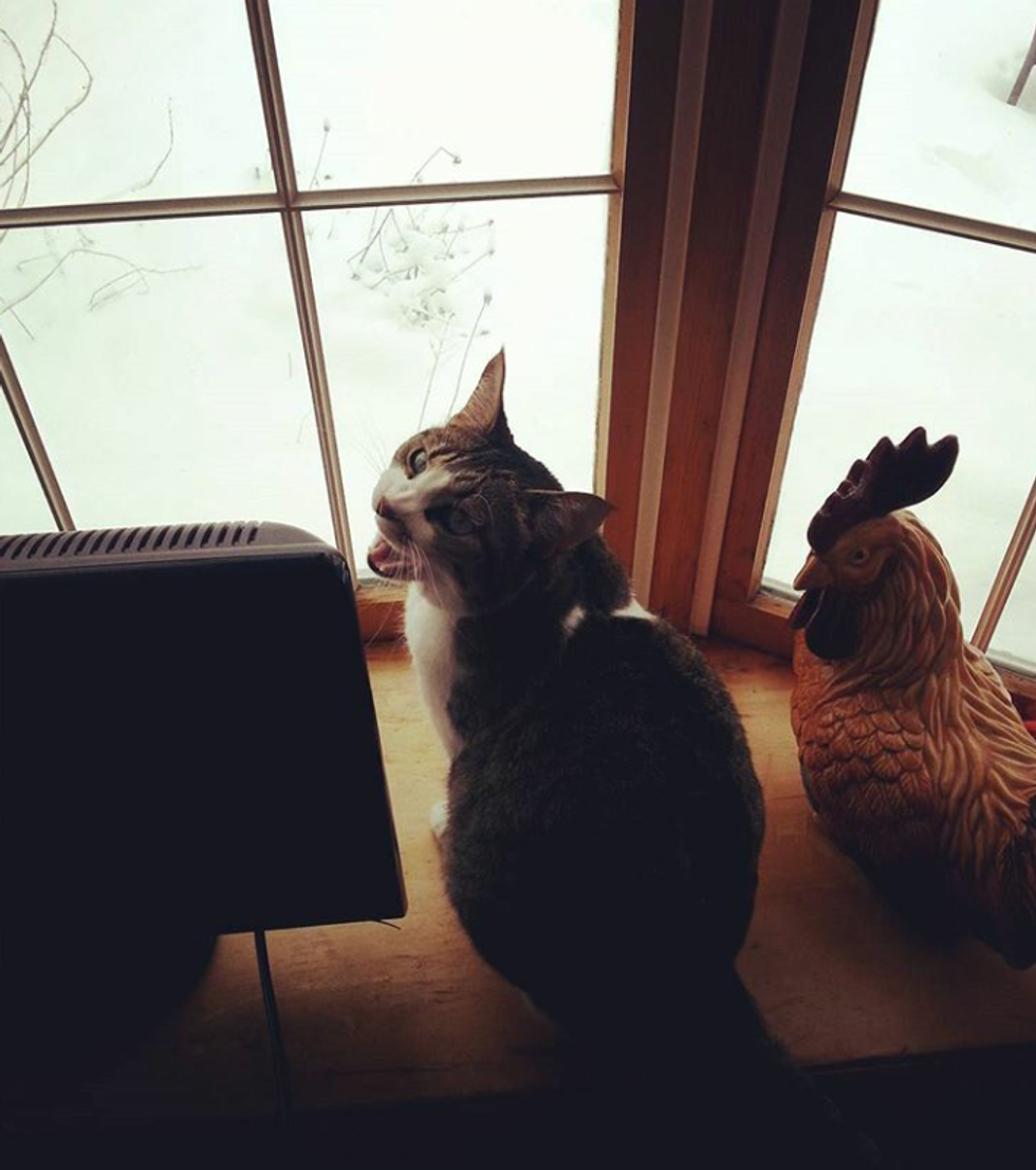 12 Ways My Cat Helps Me Procrastinate