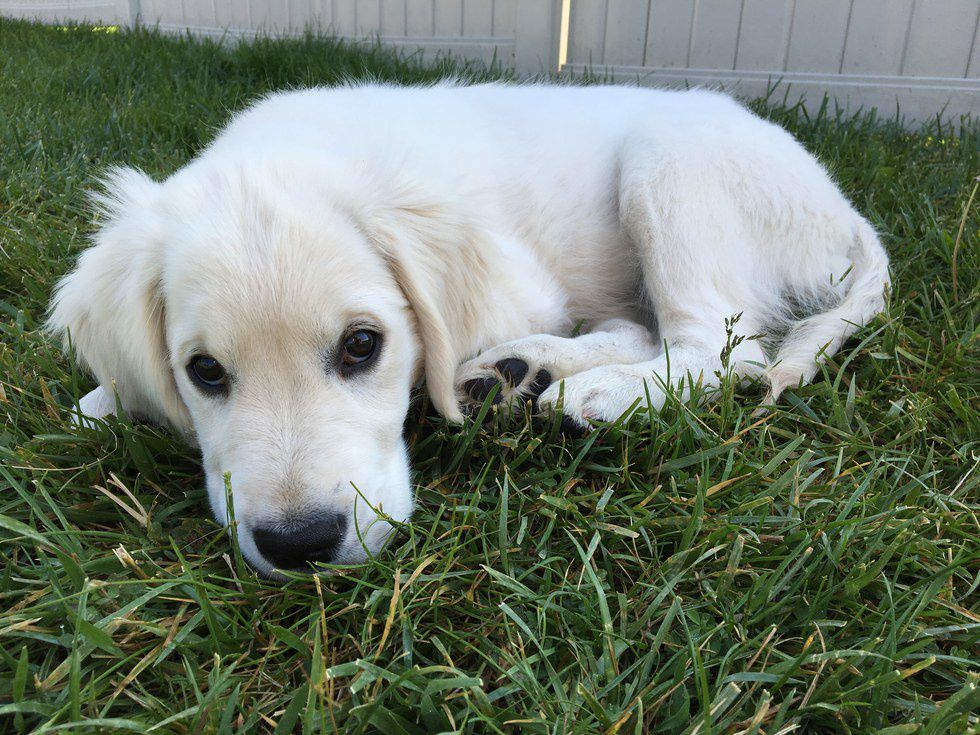 12 Ways Getting A Puppy Has Changed My Life For The Better