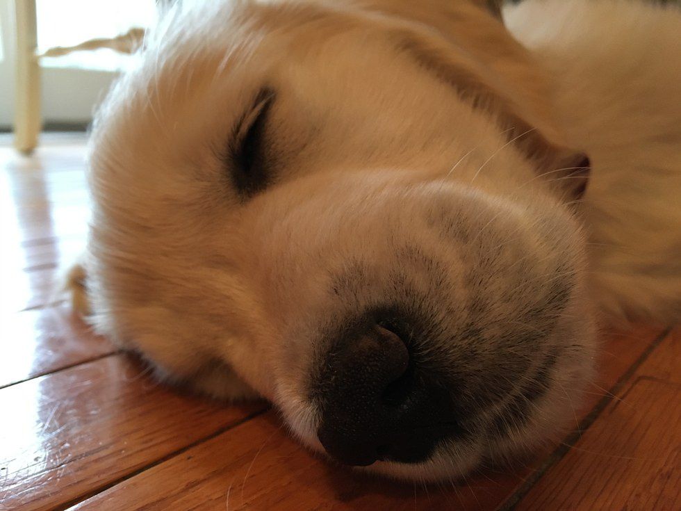 12 Ways Getting A Puppy Has Changed My Life For The Better