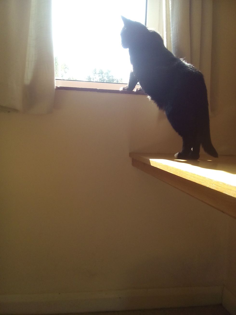 The Horrifying Moment I Realised that My Cats Are Not Sentient