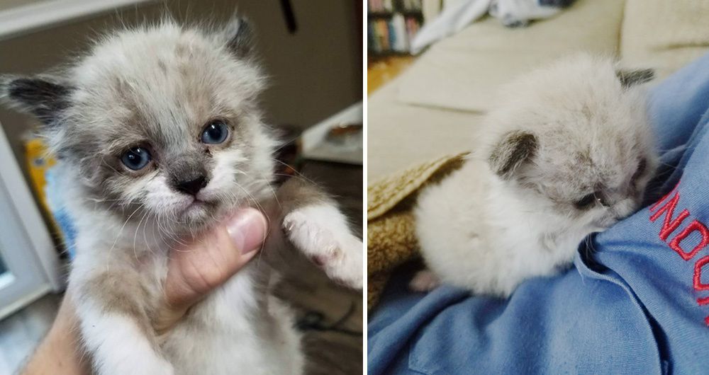 Man Saves Crying Kitten Found Outside the Fence and Becomes His New Dad ...