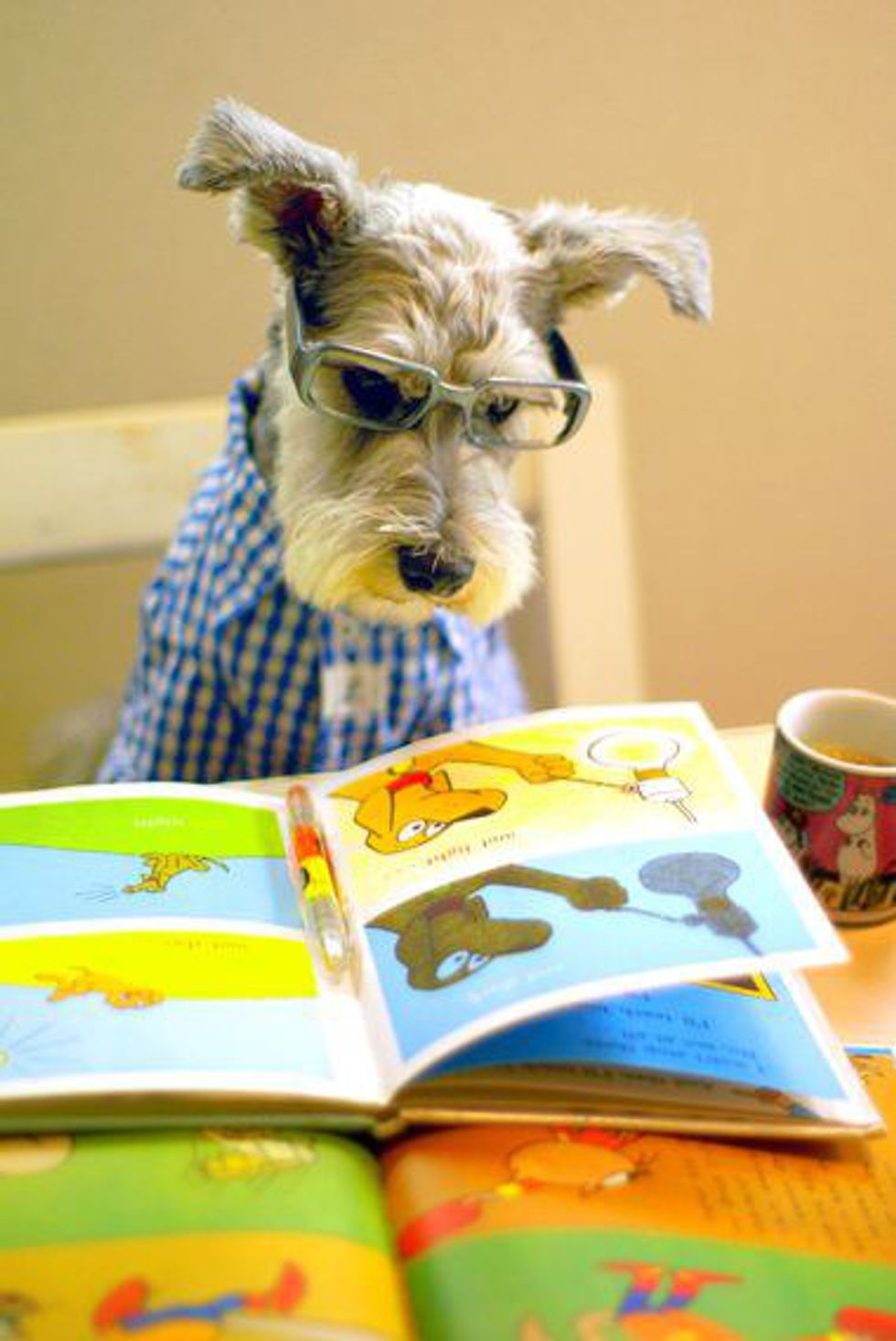 11 Studious Dogs To Get You Through Finals