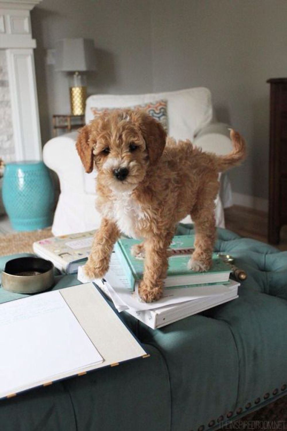 11 Studious Dogs To Get You Through Finals