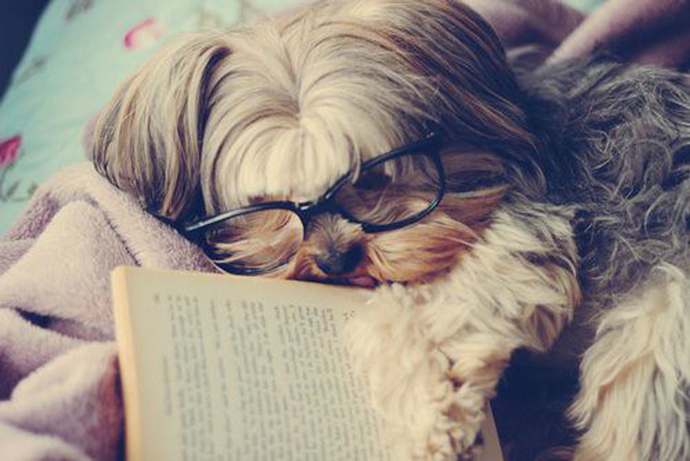 11 Studious Dogs To Get You Through Finals