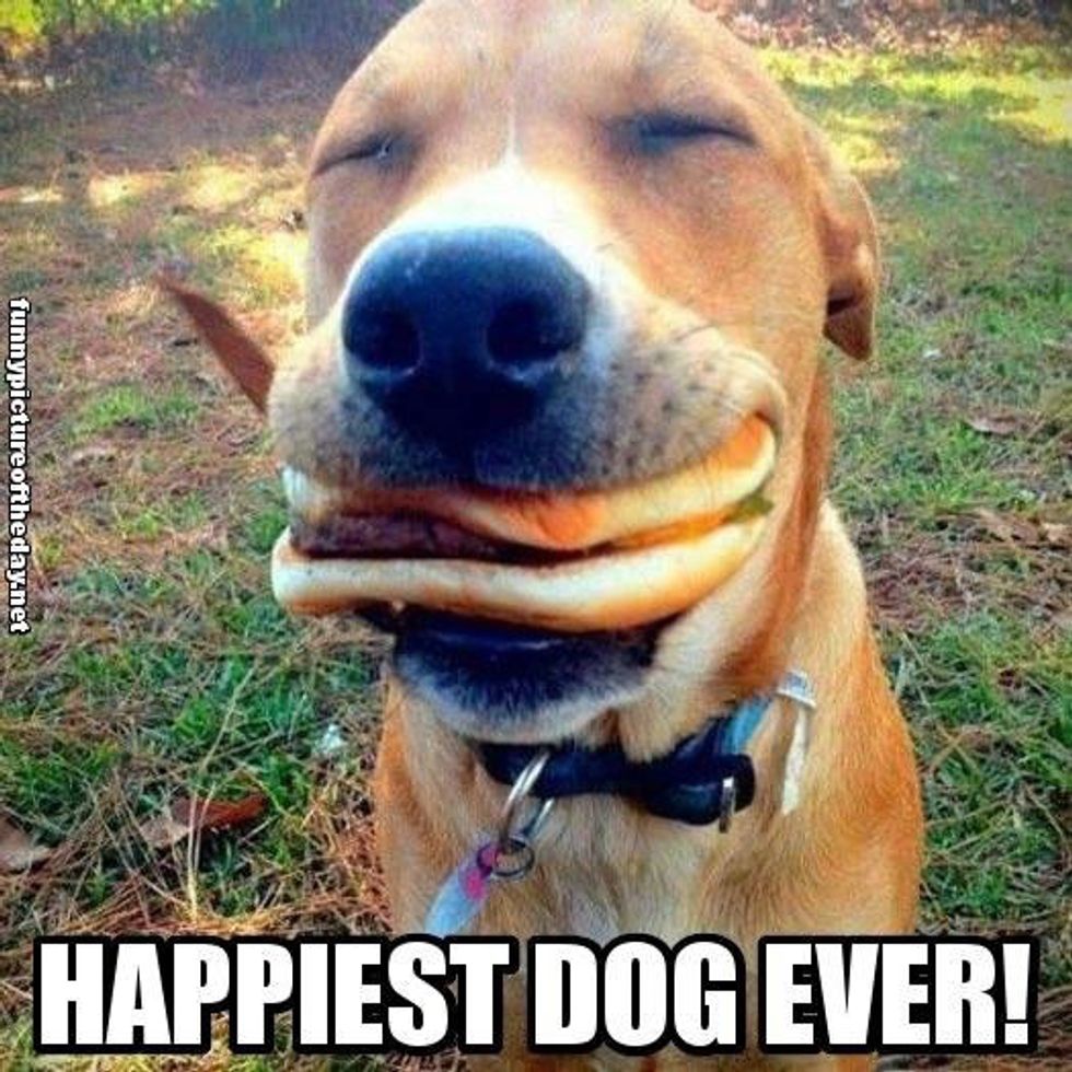 13 Things To Do With Your Dog Before They Die