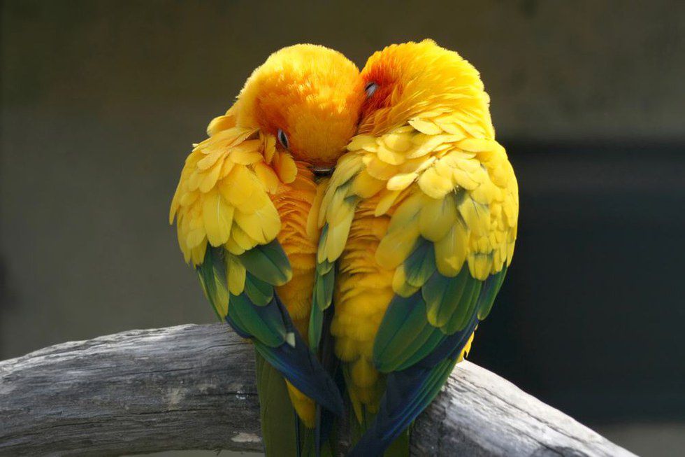 Love Is In The Air For Animals