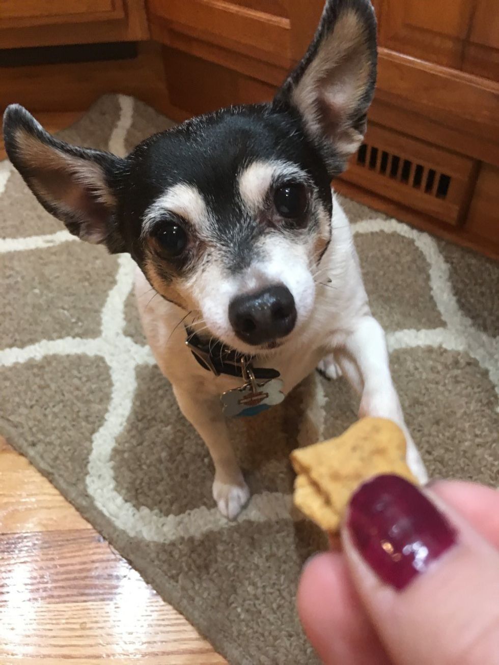 10 Truths About Owning Toy Fox Terriers