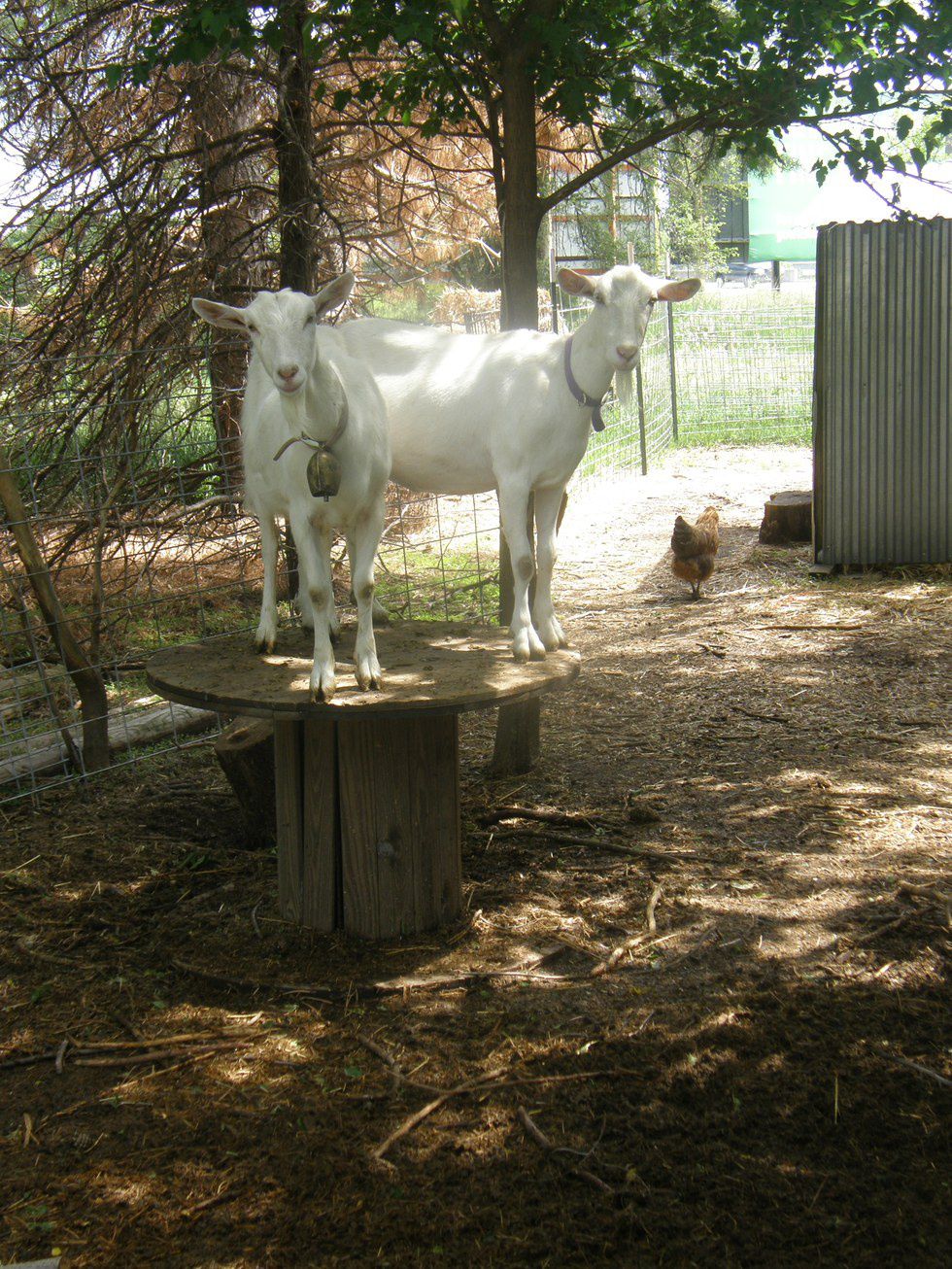 15 Reasons Why Goats are Awesome