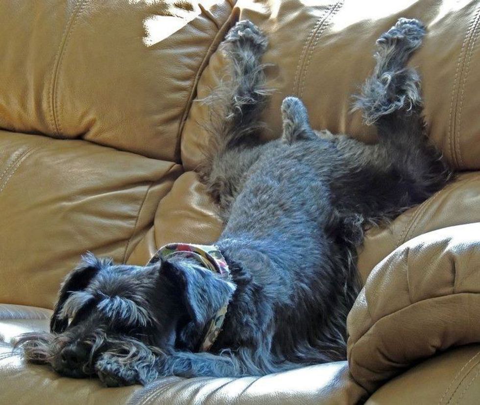 13 Reasons Why Schnauzers Are The Best Dogs.