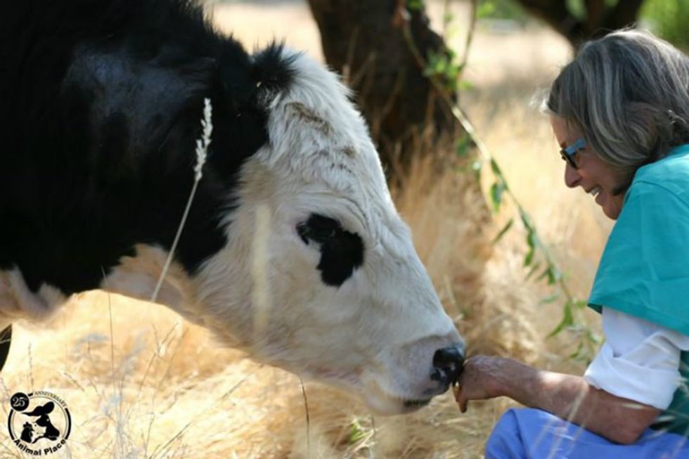 7 Reason Why Cows Are the Best Pets
