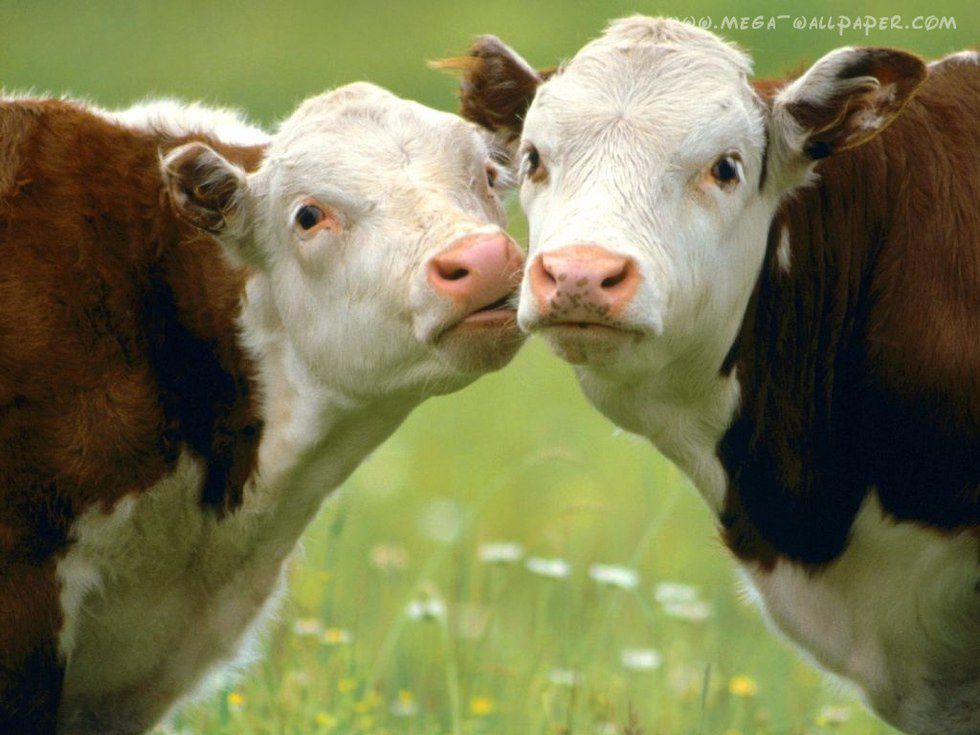 7 Reason Why Cows Are the Best Pets