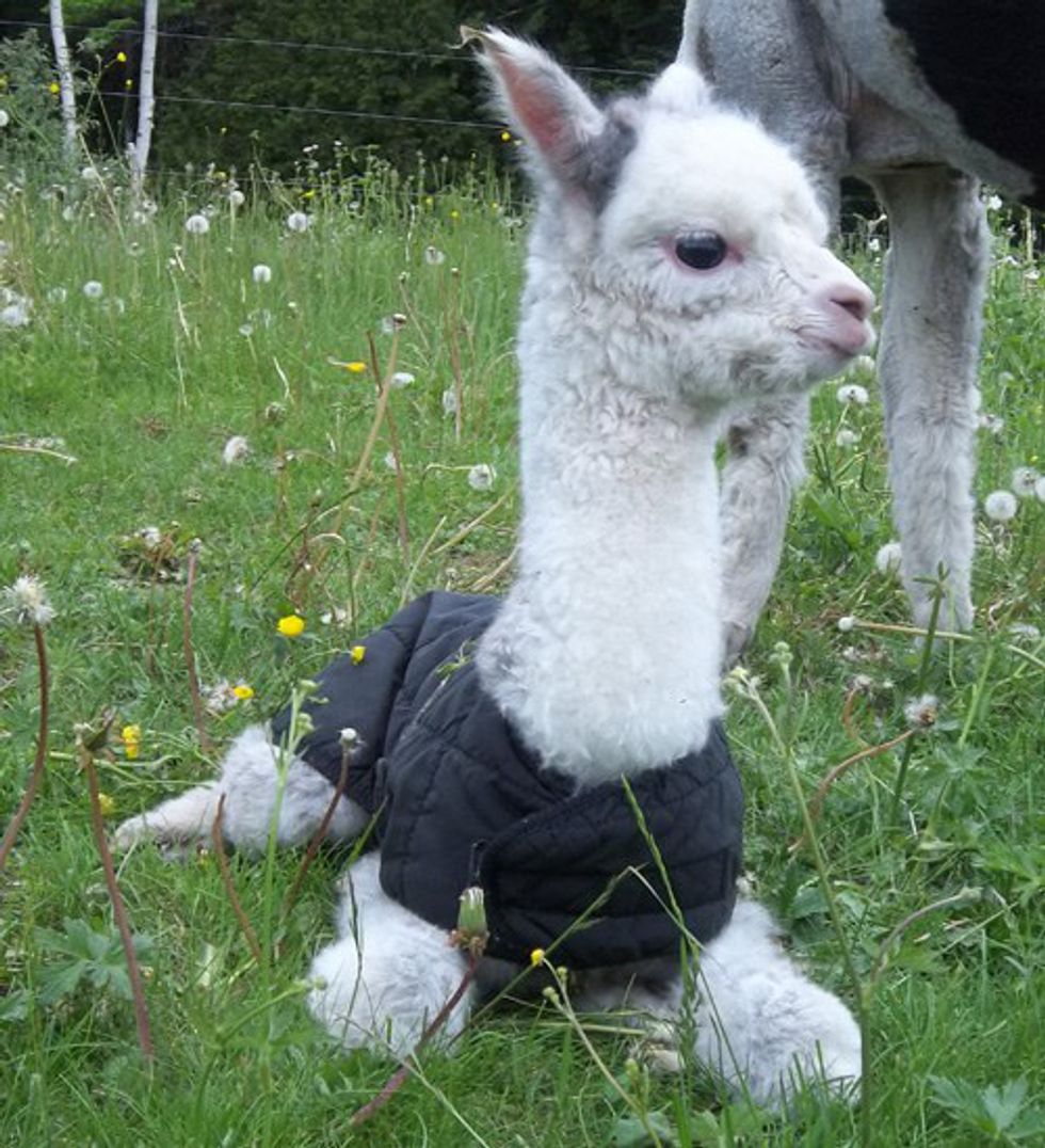 Pictures of Baby Llamas to Help You Procrastinate