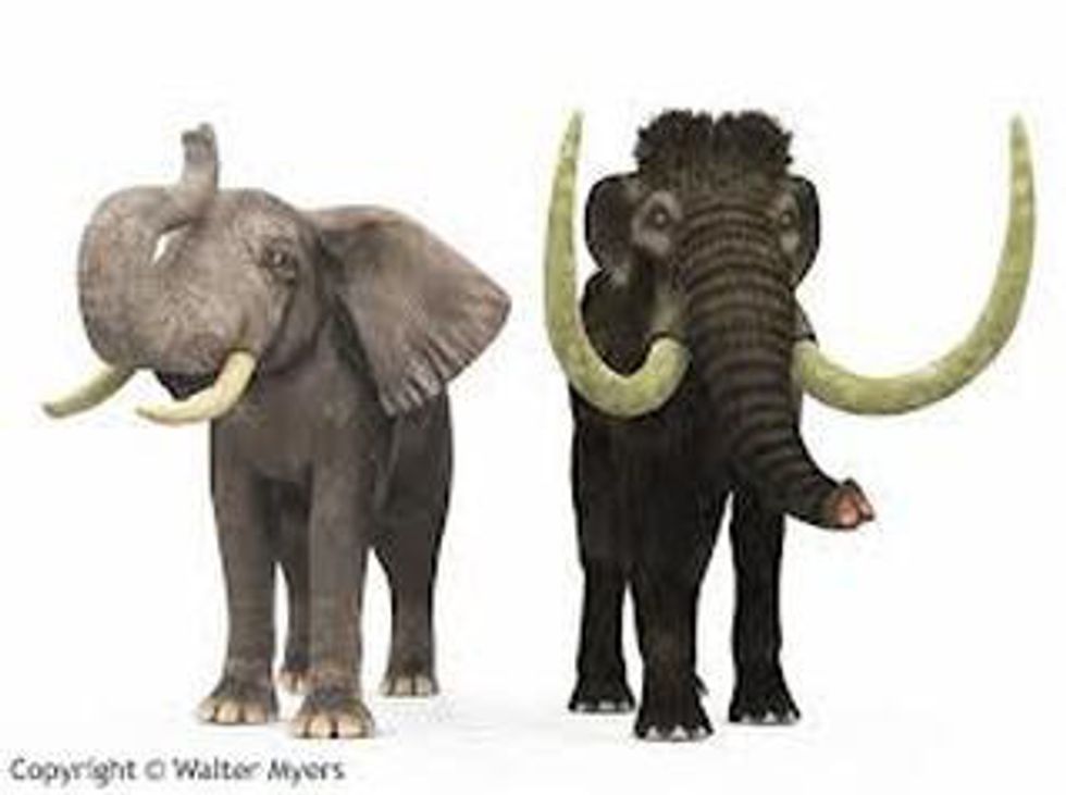 8 Reasons Why I Love Elephants