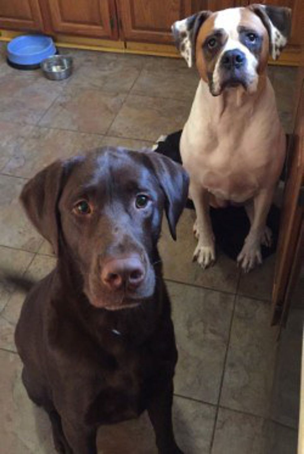 8 Reasons Why Dogs Make The Best Pets