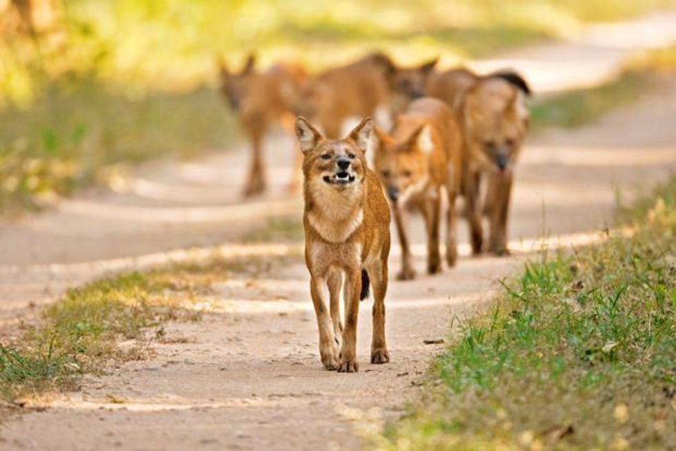 Species Spotlight! The Dhole