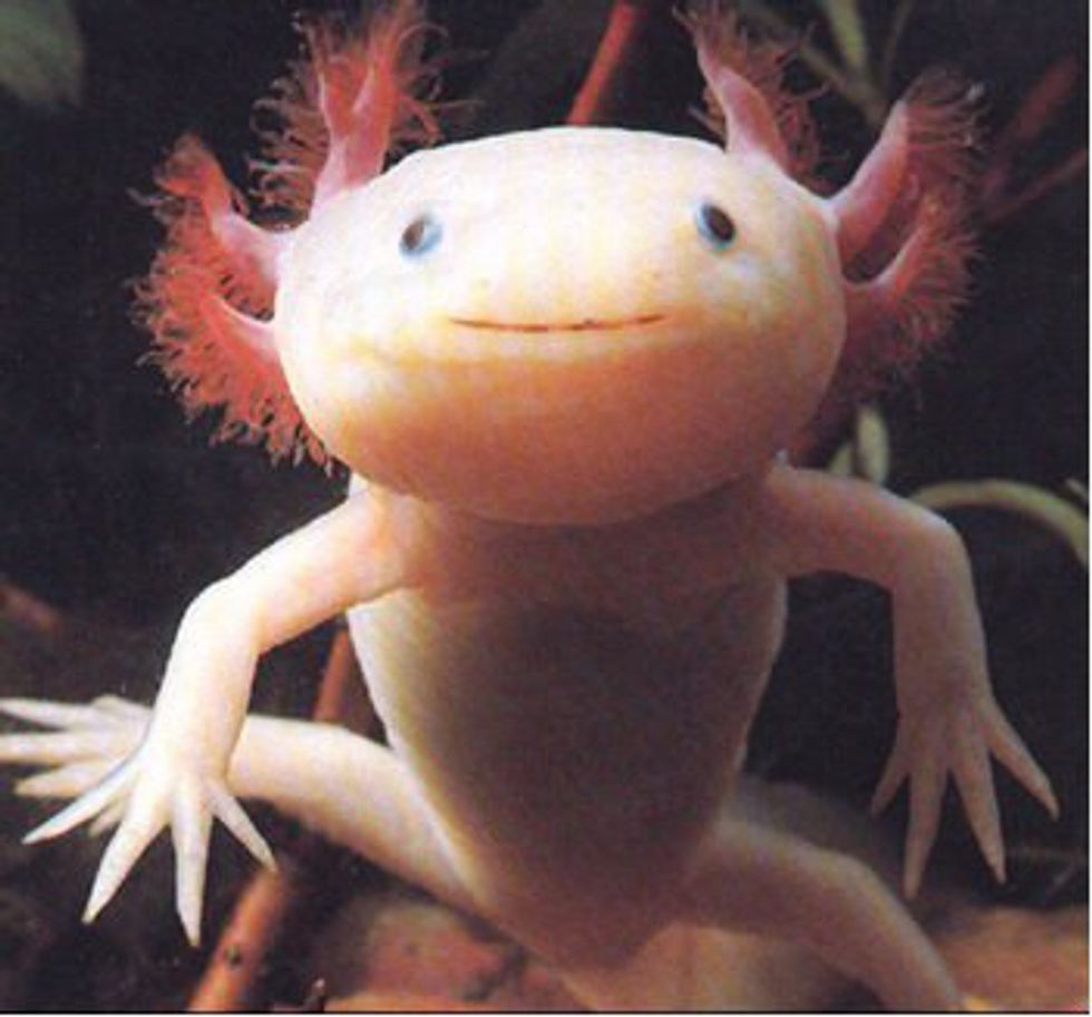 20 Unique Animals That Are Also Endangered 20-unique-animals-that-are-also-endangered