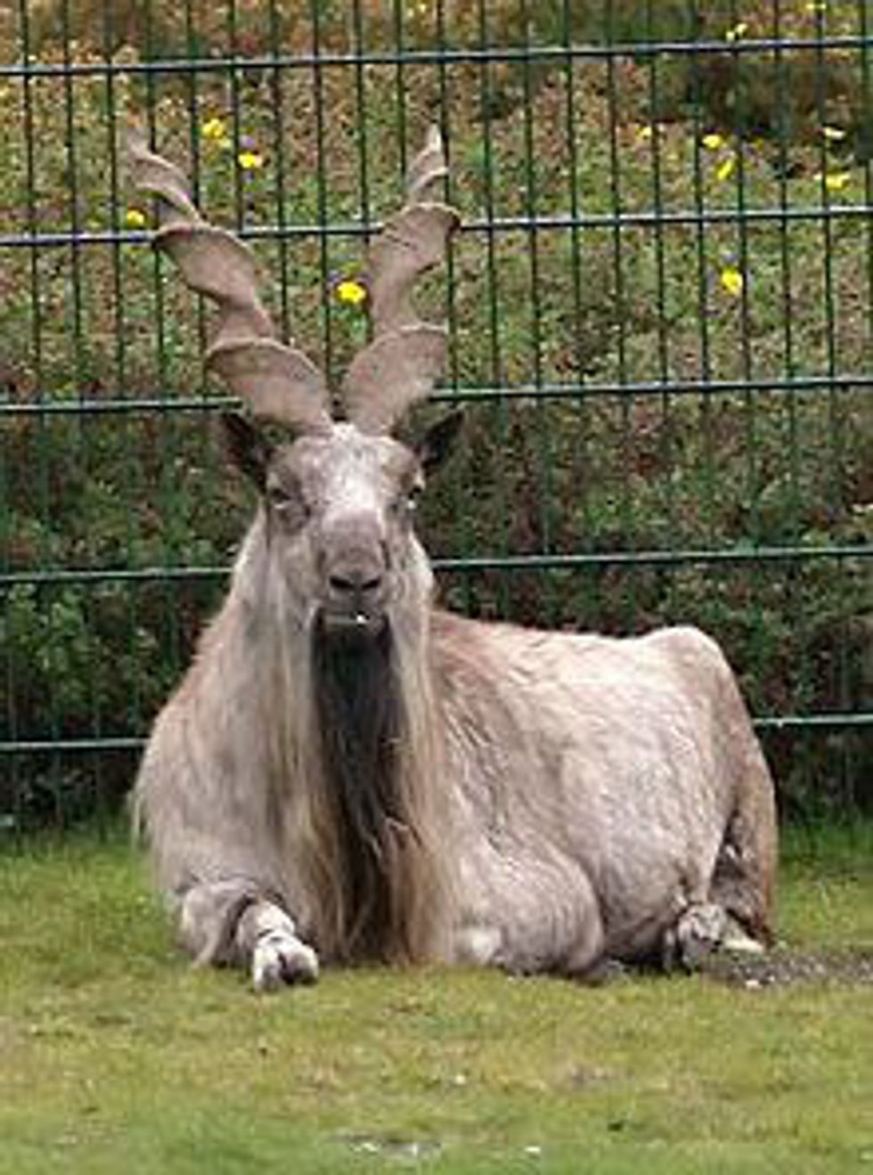 20 Unique Animals That Are Also Endangered