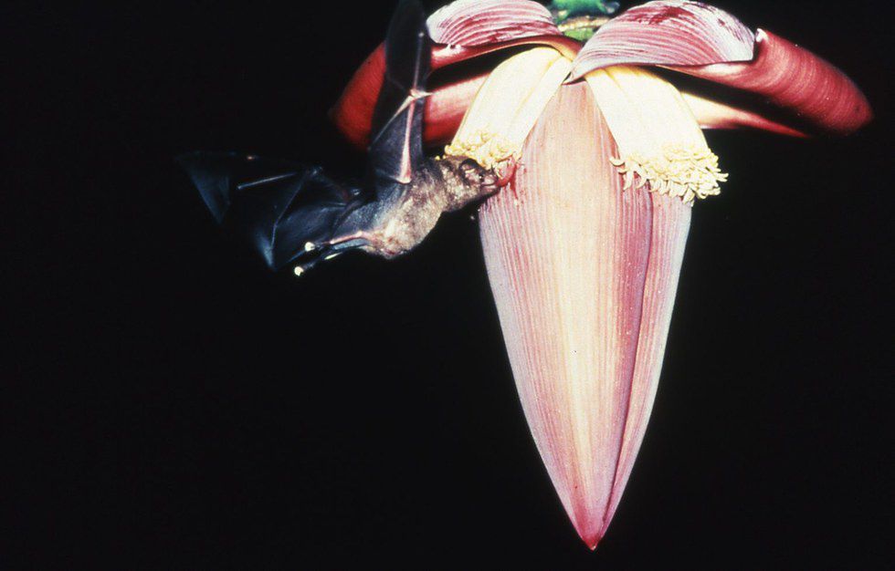 Everything You Never Knew You Needed To Know About Bats