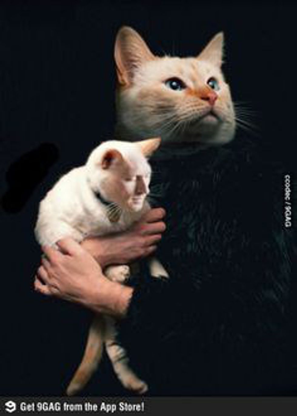 12 Cat Face Swaps