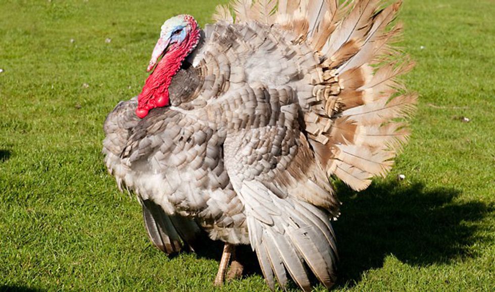 20 Turkey Facts Just in Time for Thanksgiving
