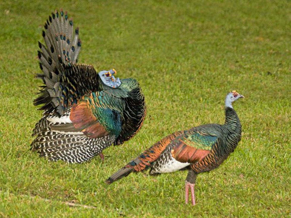 20 Turkey Facts Just in Time for Thanksgiving 20 Turkey Facts Just in Time for Thanksgiving