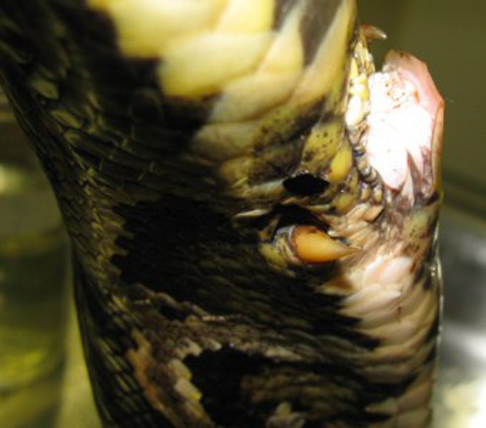 Snakes Can Grow Legs