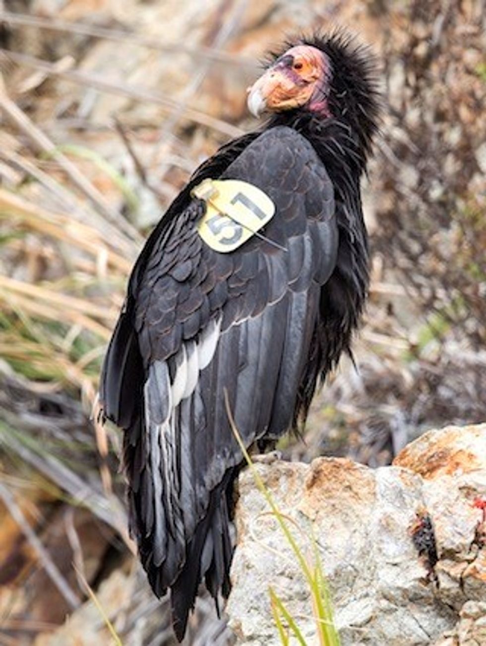 5 Ugly Endangered Animals That Need Love Too