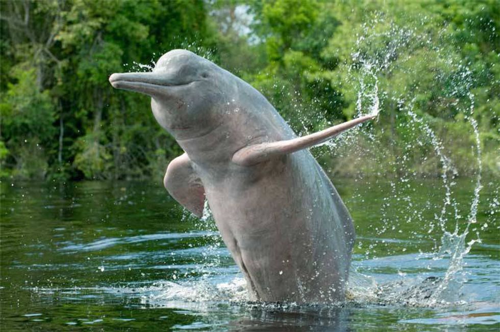5 Ugly Endangered Animals That Need Love Too