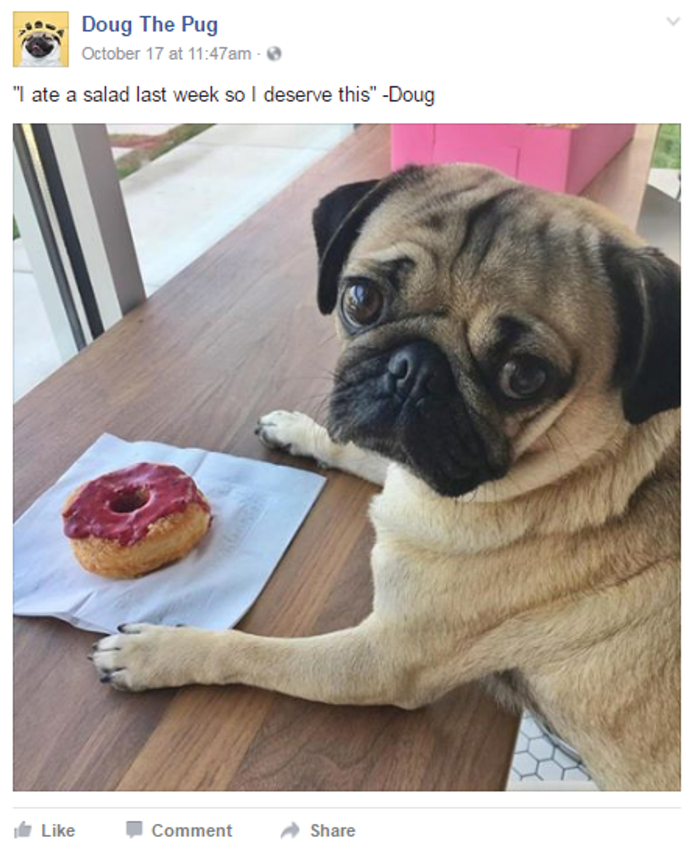 Why A Pug Should Be The Next President