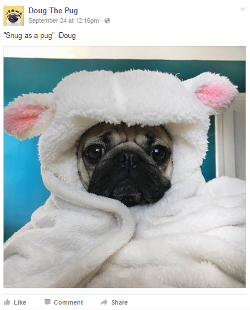 Why A Pug Should Be The Next President